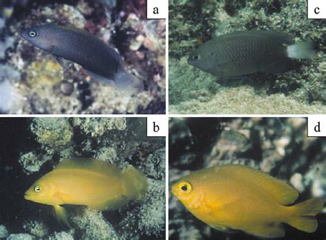 Brown Morph Of Pseudochromis Fuscus A Yellow Morphs Of P Fuscus