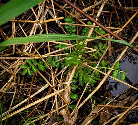 Swamp Agrimony In May 2021 By Erik Danielsen · Inaturalist