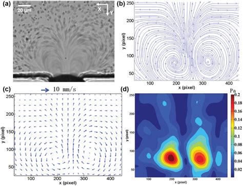 A Optical Image Of Microstreaming Induced By Microbubble Oscillations Download Scientific
