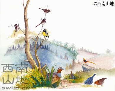 西南山地，中国引以为傲的世界生物多样性热点