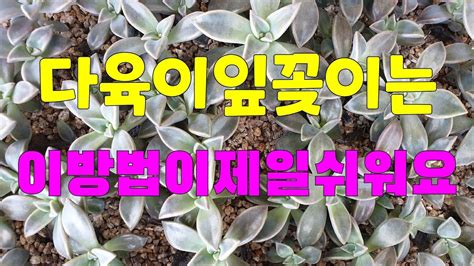 다육이 잎꽂이는 이방법이 최고 Youtube