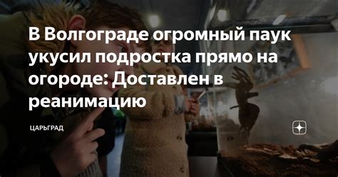 В Волгограде огромный паук укусил подростка прямо на огороде Доставлен