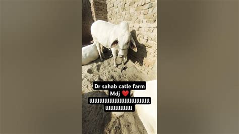 Beauty Of Dr Sahab Catle Farm Mdj ️