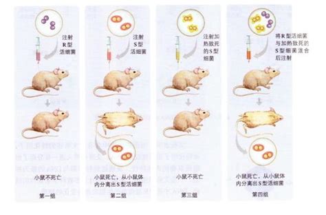 生化09 肺炎链球菌与格里菲思实验 知乎