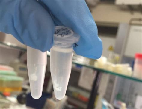 Dna Extraction Lets Talk Science