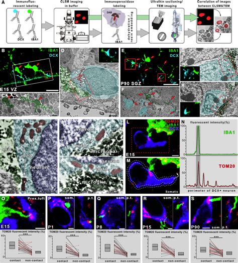 Microglial Control Of Neuronal Development Via Somatic Purinergic Junctions Pmc