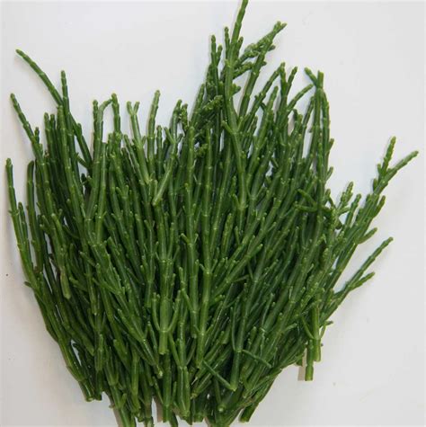 Купить Salicornia оптом с доставкой - AVRORA flowers