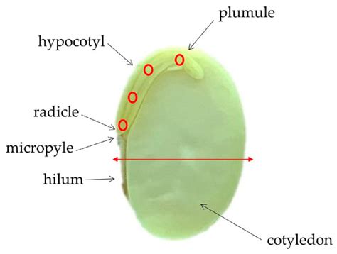 Agronomy Free Full Text Evaluation Of The Effect Of The Vigor Of Soybean Seeds Treated With