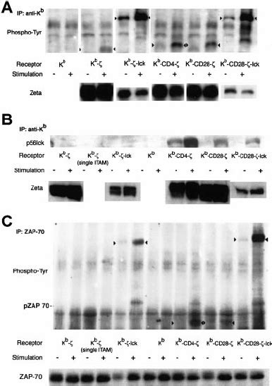 Flow Cytometric Analysis Of 4g4 Transductants 4g4 T Cells Were