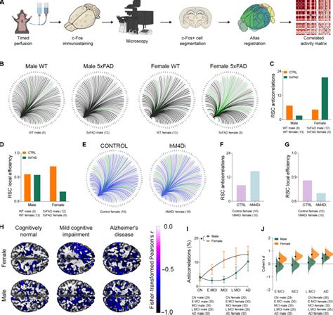 Impaired Parvalbumin Interneurons In The Retrosplenial Cortex As The Cause Of Sex Dependent