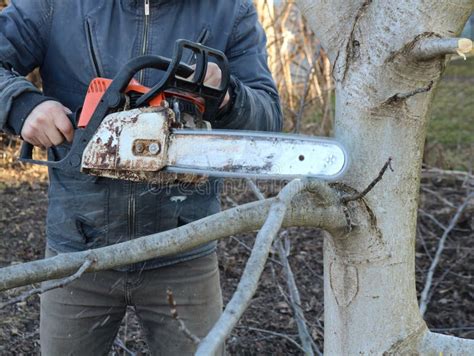 Cutting Down The Lower Branches Of A Tree With A Petrol Saw Stock Photo Image Of Garden