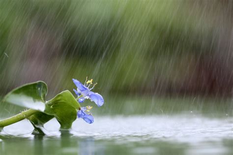 十一月的雨 november rain 钢琴 枪花 Guns N Roses 十一月的雨 november rain 钢琴在线