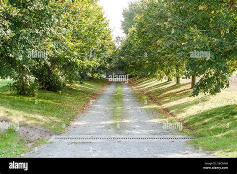 Beautiful Tree Lined Driveway Hi Res Stock Photography And Images Alamy