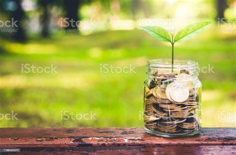 녹색 식물은 흐림 자연 배경 공원나무 테이블에 유리 항아리에 황금 동전에 성장 비즈니스 금융 금융 저축 개념 투자이익 마케팅