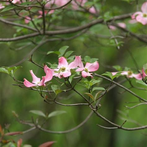 Beautiful Spring Trees In Bloom