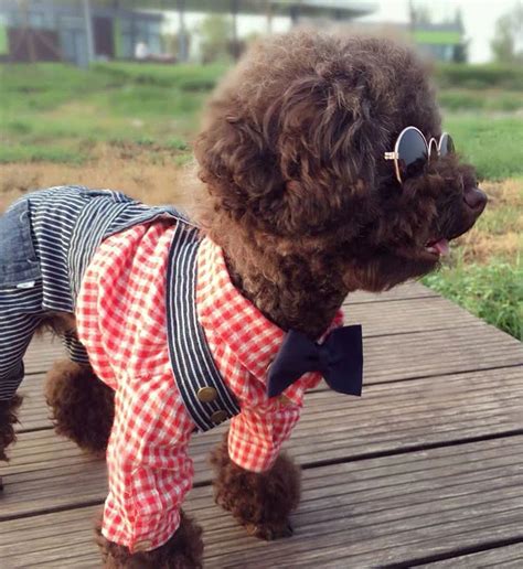 Слънчеви очила за домашни любимци Очила за котка Куче Очила с противоплъзгащ колан Прекрасно