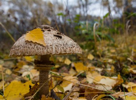 Lepiota Fotos - Bilder und Stockfotos - iStock