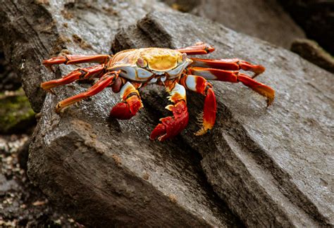 Sally Lightfoot Crab Facts Critterfacts