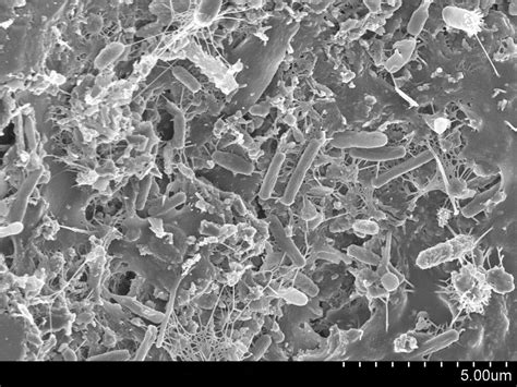 Bridging The Gap A Look At Transitional Fossils Modern Sciences