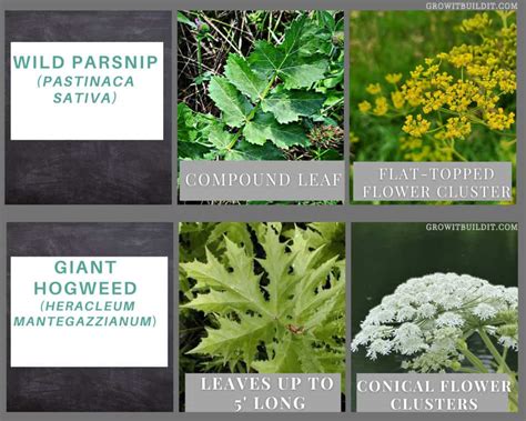 Wild Parsnip Guide To Identification Treatment And Control Growit