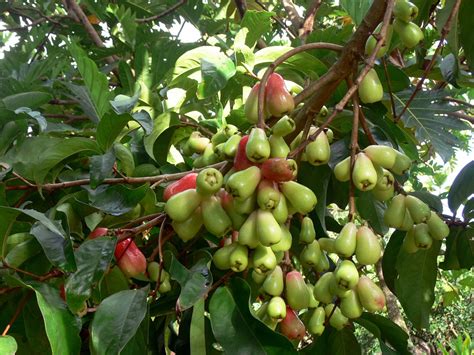 Apple Trees In Hawaii At Kristopher Chambers Blog