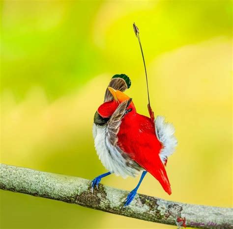 Ruby McArdle Rubyknott Twitter