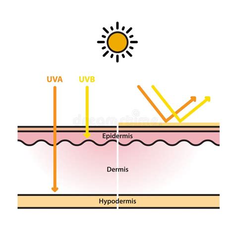 Uva Uvb Background Stock Illustrations 613 Uva Uvb Background Stock
