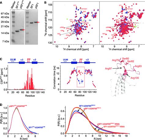 Nmr And Saxs Analysis Of The Effect Of Tandem Serine Phosphorylation Of