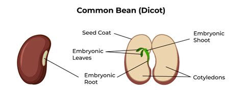 Structure Of A Dicotyledonous Seed Geeksforgeeks