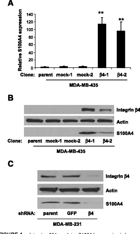 Figure 1 From Integrin α6β4 Signals Through Src To Increase Expression Of S100a4 A Metastasis