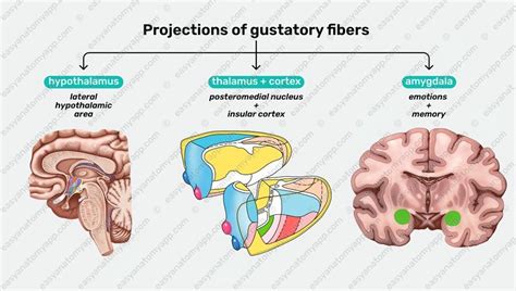 Gustatory System Easy Anatomy 3d