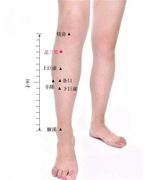 6 后天之本气足之源足三里 功能主治长灸足三里可以 宝宝树