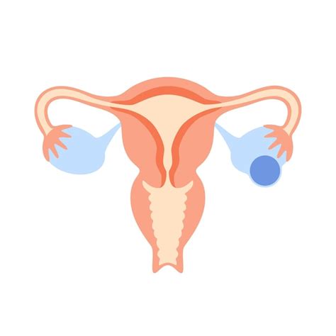 Premium Vector Female Reproductive System