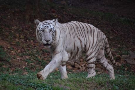 Gratis Afbeelding Carnivore Wildlife Roofdier Tijger Wild Jager
