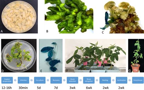 Agrobacterium Mediated Transformation Of Soybean Explants A Infection Download Scientific