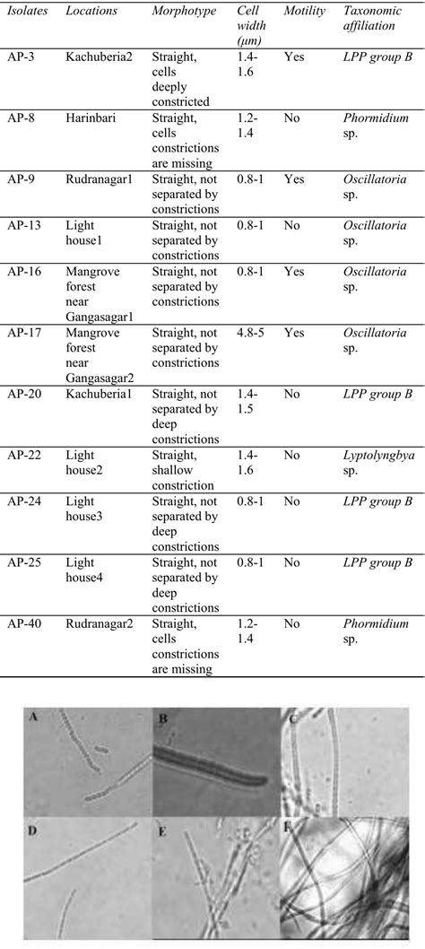 I Morphological Features Of Isolated Cyanobacteria Based On