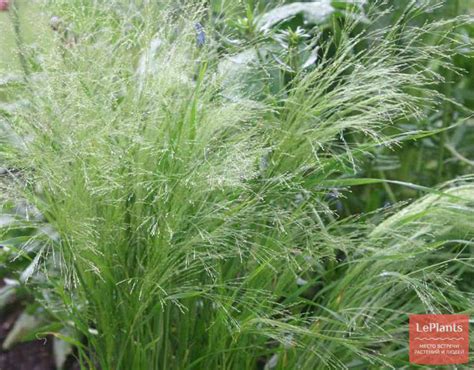 Полевица ажурная (Agrostis nebulosa) — описание, выращивание, фото | на ...