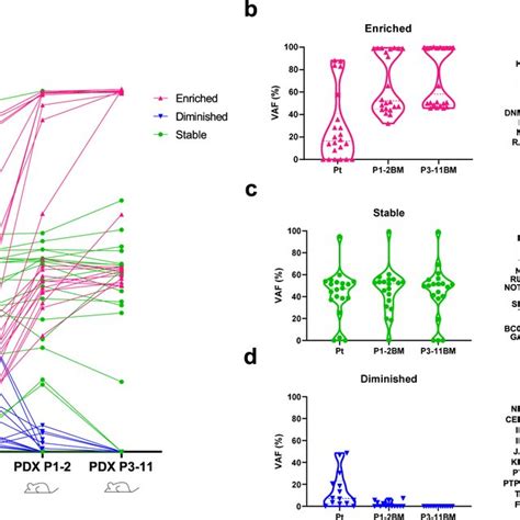 Clonal Selection Occurs In Aml Pdx Models Through Pdx Passaging A Vaf
