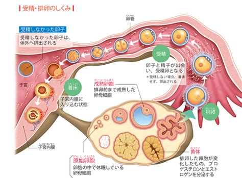 妊活中の痛み止め 相模原 タナココ漢方･鍼灸接骨 妊活･不妊カウンセリング･よもぎ蒸し･メンタルケア･痛み解消 相模原市中央区