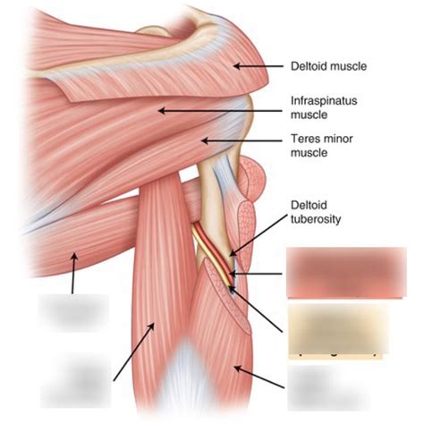 Triangular Interval Diagram Quizlet