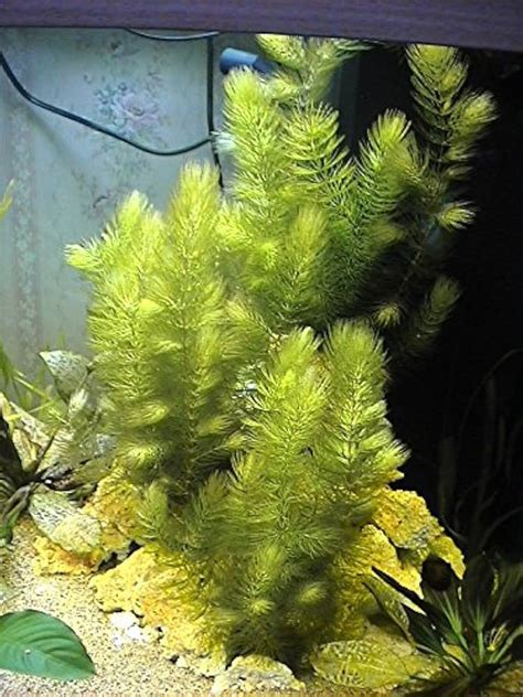 Ceratophyllum Demersum Live Aquatic Plants Fast Growing K2aqua Hornwort