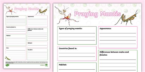 Praying Mantis Fact File Template Twinkl
