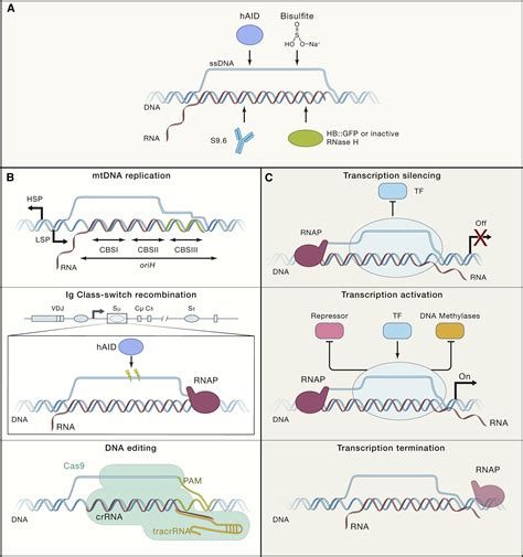 R Loops From Physiological To Pathological Roles Cell