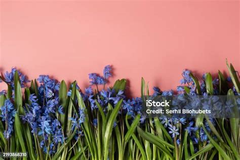 Snowdrop 꽃이 있는 분홍색 배경입니다 평면도 평면도 복사 공간 0명에 대한 스톡 사진 및 기타 이미지 0명 3월 International Womens Day