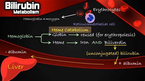 Bilirubin Metabolism Pathway Made Simple [erythrocytes Conjugation
