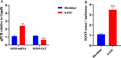 Expression Patterns Of Sox9 Mrna And Sox9 Nat In Human Embryonic Stem