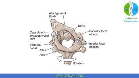 Definition Of Alar In Anatomy At Theresa Sotelo Blog