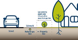 Keep Trees Back From Power Lines Natural Gas Pipelines Island Social Trends