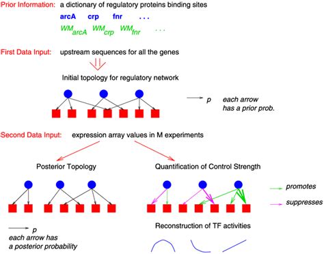 Transcription Network Reconstruction Integrating Dna Sequence And Gene