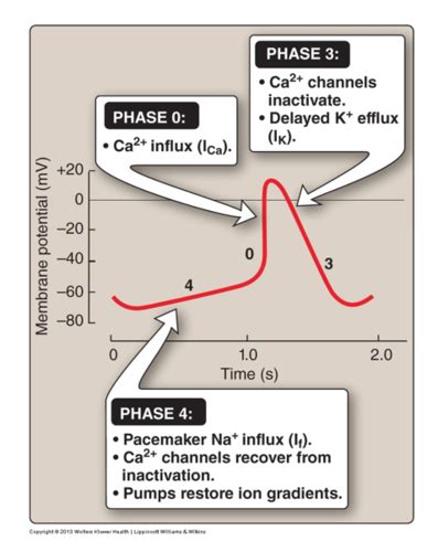 6 Myocardium And The Myocardial Aps Flashcards Quizlet